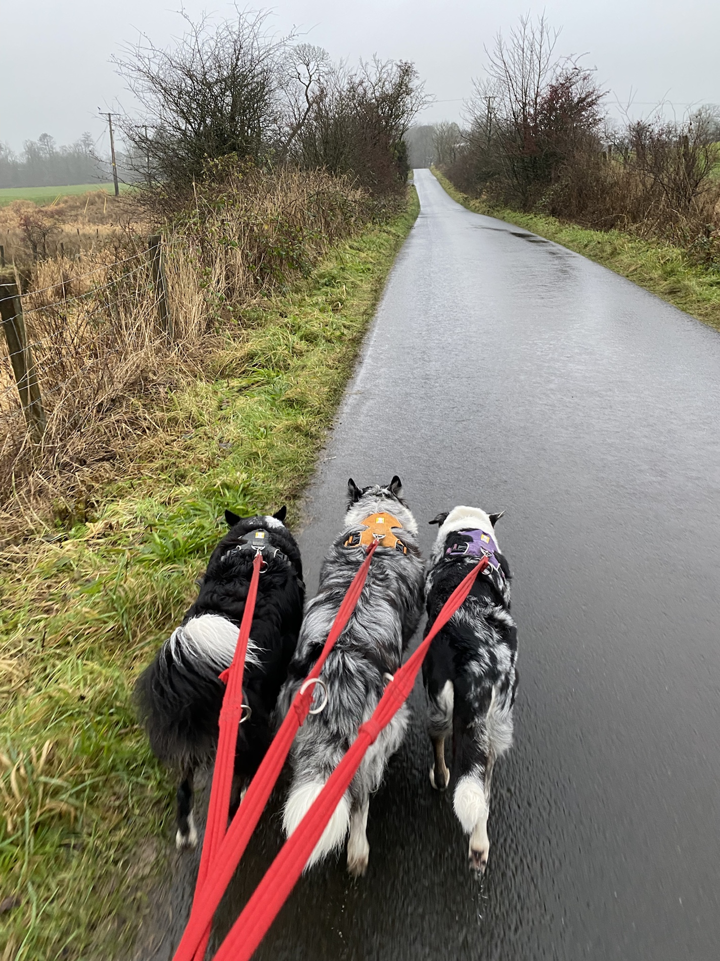 Day 621 what a dreich day! – The Rambling Sloth 🦥